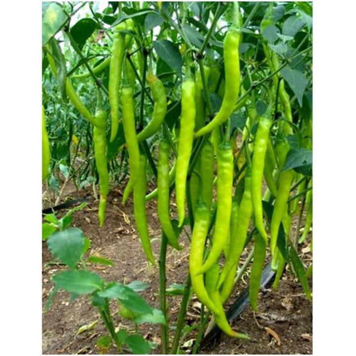 All Season Green Chili Seeds - 50 Pse Intact Packet | Daraz.com.bd