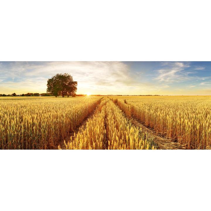 CNVS-798 78″ inch x 48″ inch Gold Wheat Flied Panorama With Tree At ...