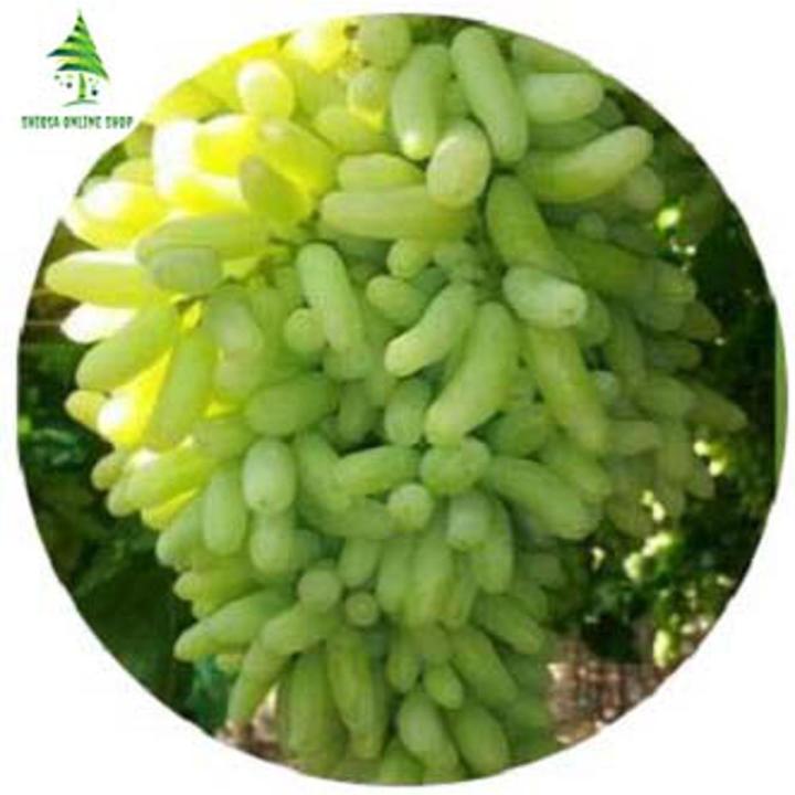 All Season Grape Seeds- 20 Pcs Seeds | Daraz.com.bd