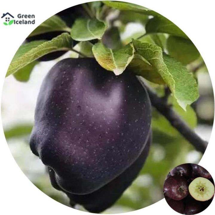 All Season Black diamond apple Seeds - 10 Pcs Seeds | Daraz.com.bd