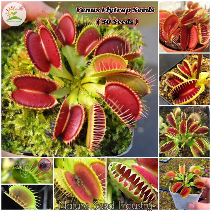 [Easy To Grow] Venus Flytrap Seeds for Planting (50 seeds/bag) Dionaea Muscipula Seeds Rare ...