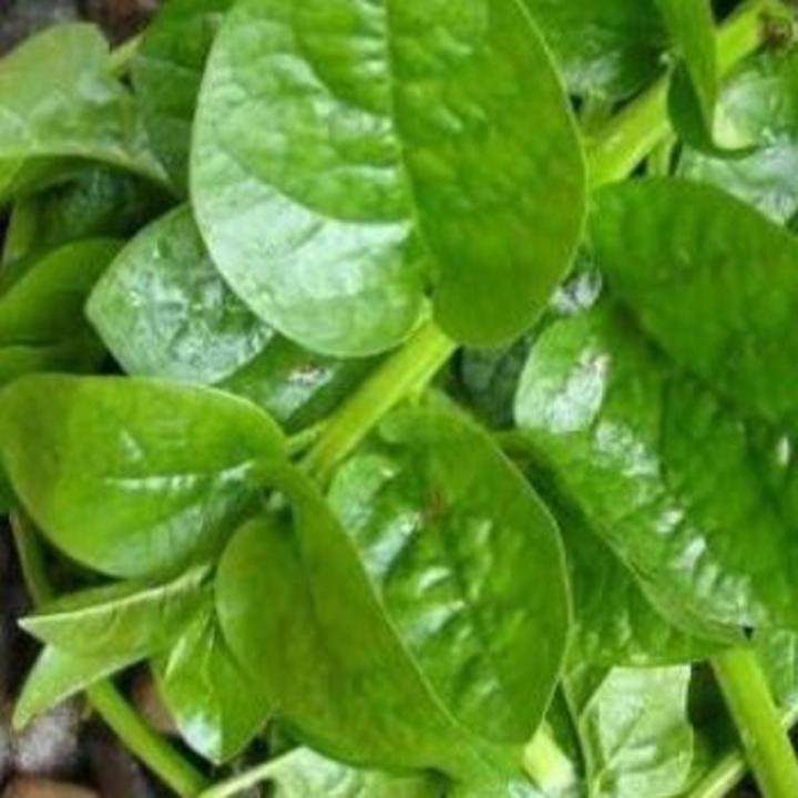 Pui Shak Green Seeds 0.1gm Intact Packet | Daraz.com.bd