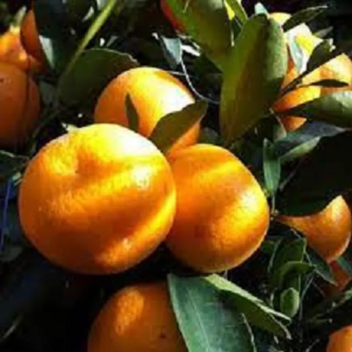 10 Pcs(বীজ)Edible Fruit Mandarin Bonsai Tree Seeds Citrus Seeds Bonsai ...