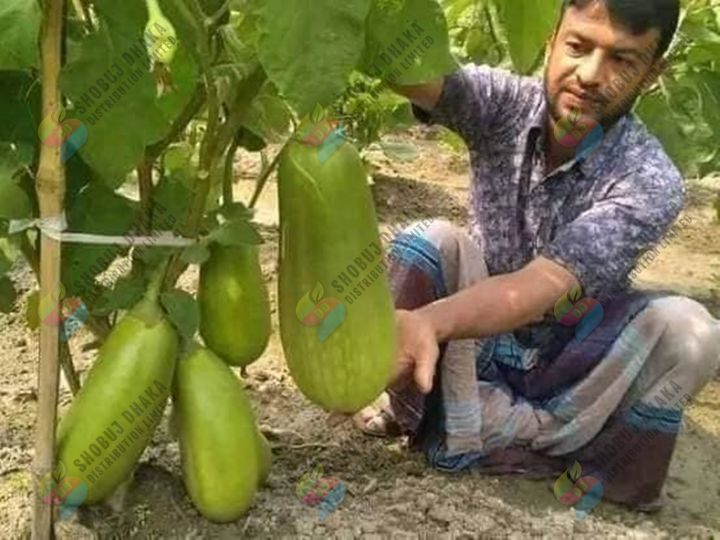 Hybrid Quality BARI-12 KG Begun Seeds (Eggplant Seeds) 15pcs | Daraz.com.bd