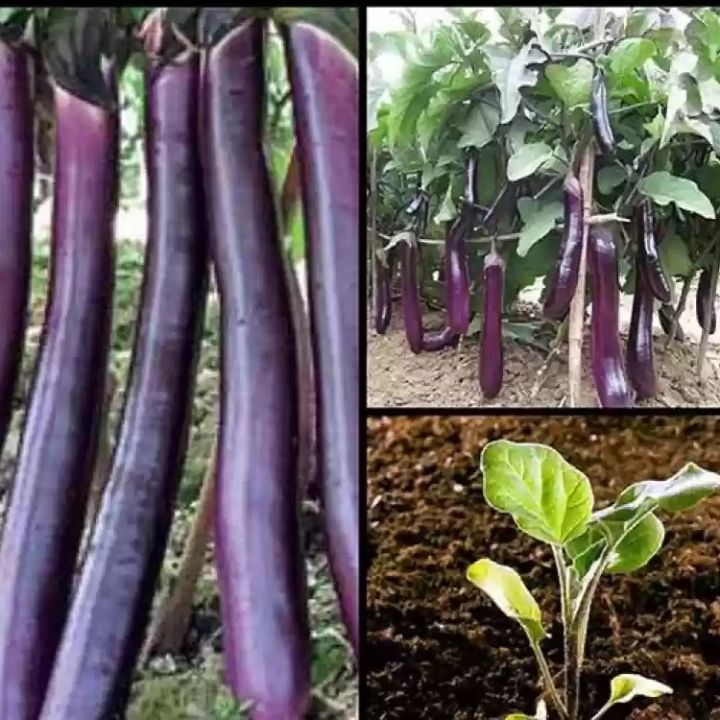 Hybrid F1 Long Brinjal Seeds 30 pcs | Daraz.com.bd