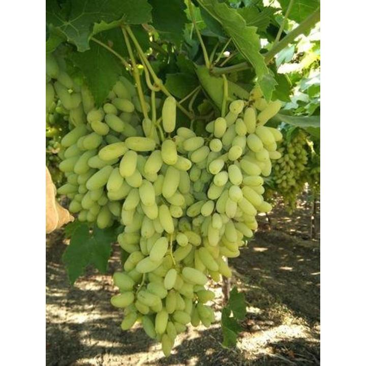 15 Pcs Green Finger Grape Seeds - 15 Pcs Seeds (Imported Global Seeds) | Daraz.com.bd