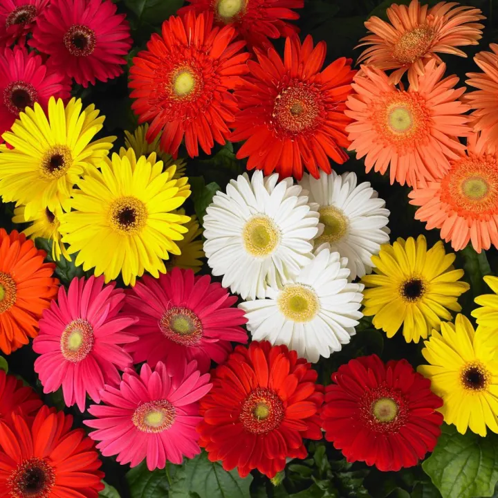 Natural Global Gerbera Daisy Flower Hybrids Mixed Seeds - 10 Pcs Seeds ...