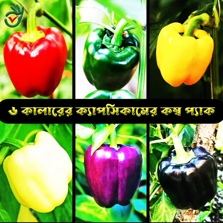 High Quality Capcicum Green/red/yellow mix seed (50 seeds)/seeds/seed ...