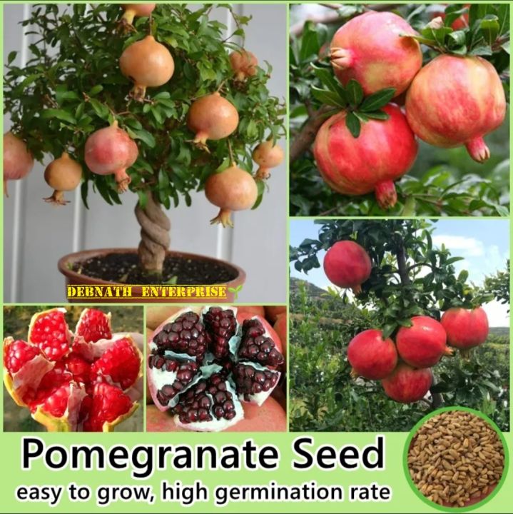 All Season Sweet Pomegrante Bedana - 20+ Seeds | Daraz.com.bd