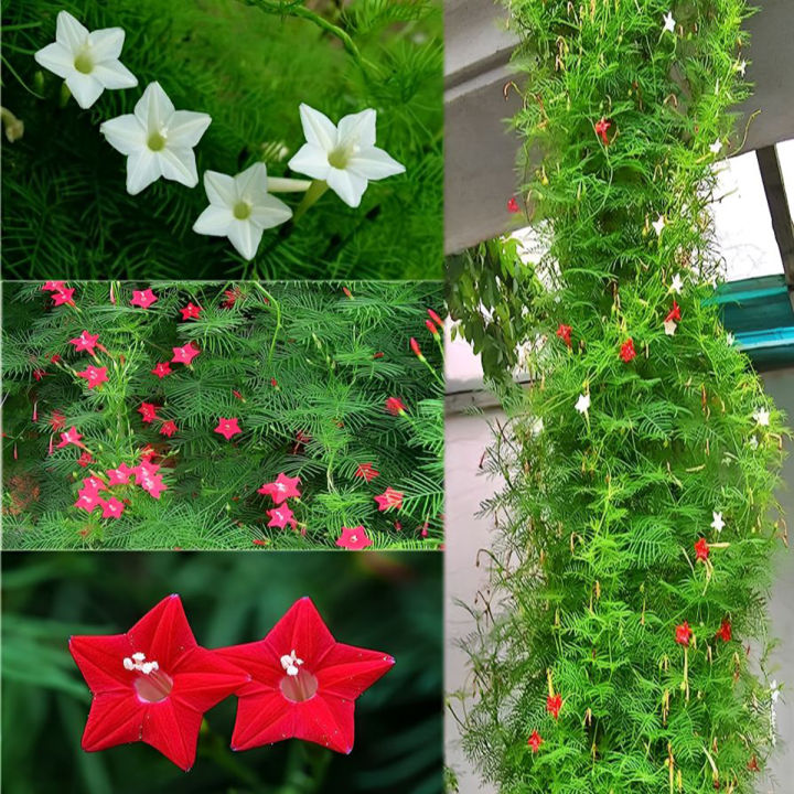 10 pcs All Season mix 3 colour kunjo flower- 10Pcs seeds | Daraz.com.bd