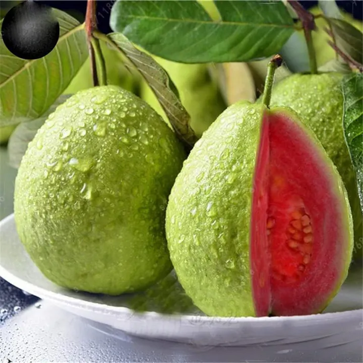 All Season Guava Seeds (?????? ???) - 15 Pcs Seeds | Daraz.com.bd