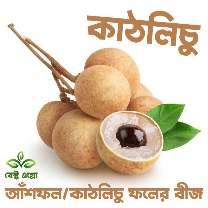 Highly Vital - Longan (wood Lichi) frout seeds - 5 Pieces: A Sweet ...