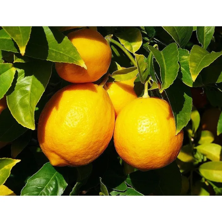 কলম্বো লেবুর বীজ (Colombo Lemon Seeds ( Big & Juicy ) - 5 pcs | Daraz ...