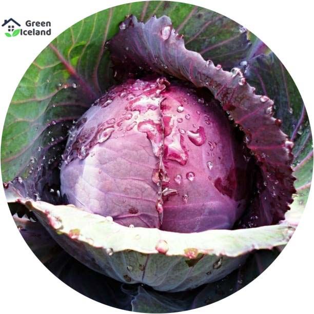 Hybrid F1 Red Cabbage Seeds - 20 Pcs Seeds | Daraz.com.bd