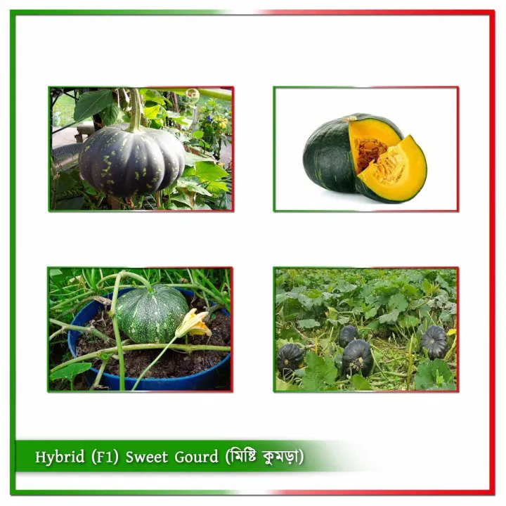 Hybrid (F1) Sweet Gourd Seed - 8 Seeds | Daraz.com.bd