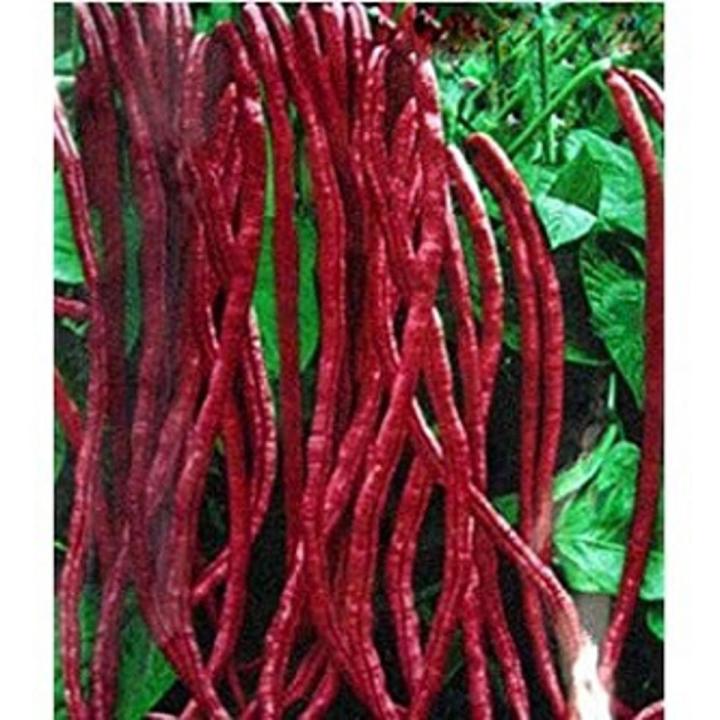 Hybrid Red String Beans Borboti 10 pcs Seeds | Daraz.com.bd