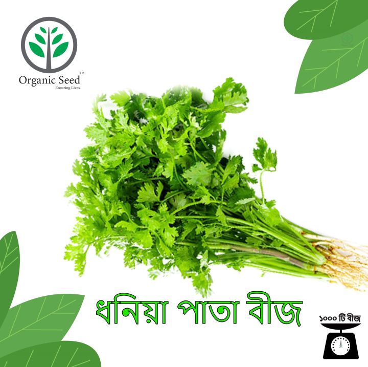 Dhoniya Pata Seed 1000+ Coriander leaf seeds 1000+ | Daraz.com.bd
