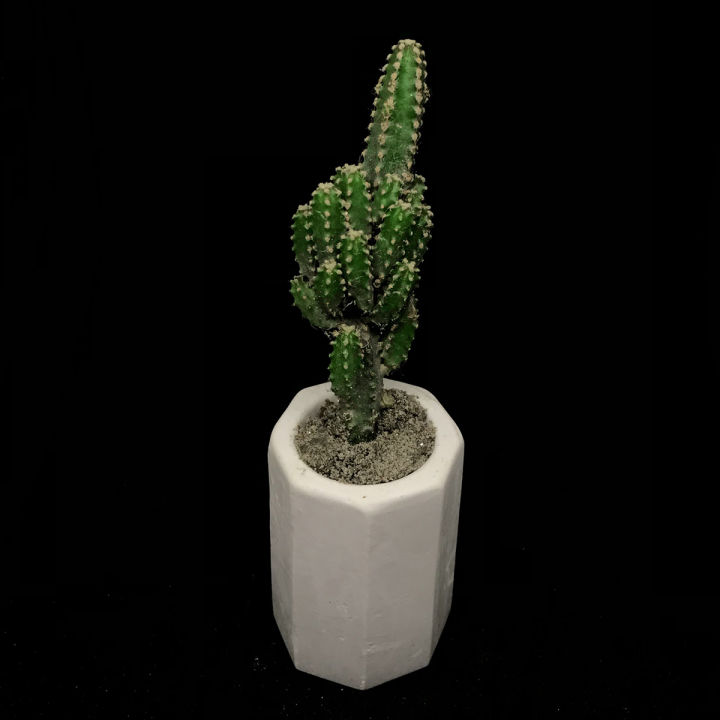 Flower Tub / Pots / Planters Octagon Small Shape Cactus Tree & Other ...