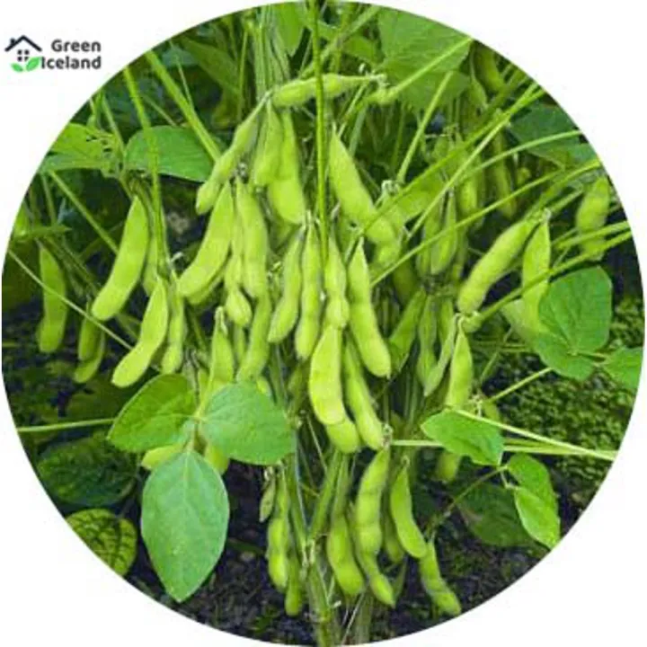 Natural Soybean Tree Seeds (সয়াবিন বীজ) - 20 Pcs Seeds | Daraz.com.bd