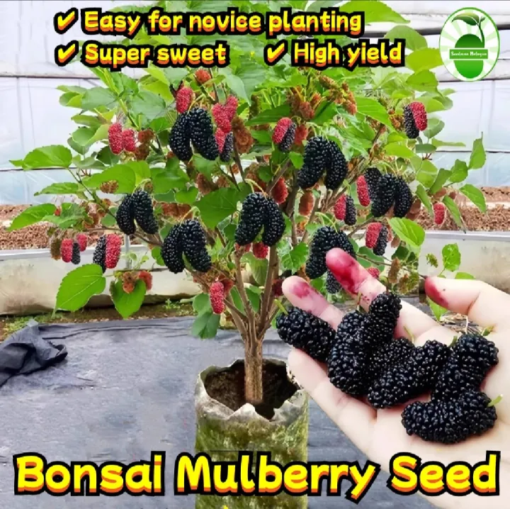 Sweet Black Malberry Fruit Seeds 20 Pcs Seeds | Daraz.com.bd