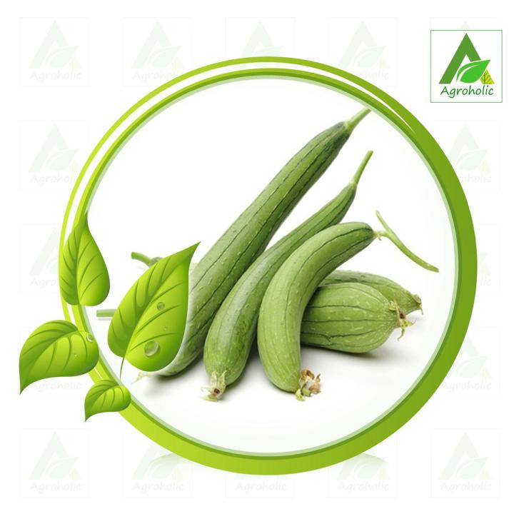 Hybrid Sponge Gourd (Dhundol) Seed - 12 Seeds | Daraz.com.bd