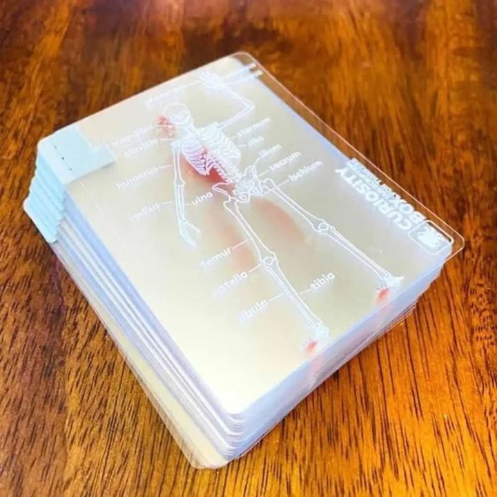 Transparent Full Skeleton Human Anatomy X-Ray Designs Educational ...