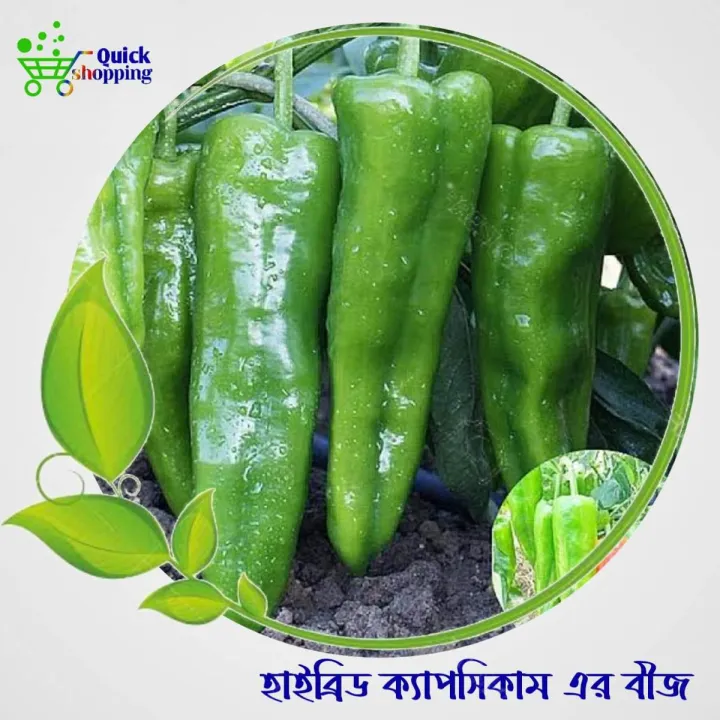 Capsicum Seeds 20 Pices (Long Capsicum Seeds) | Daraz.com.bd