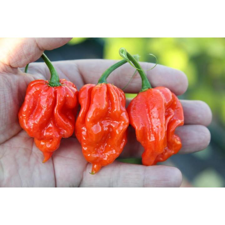 Imported Spicy Naga Chili Seeds - 20 pcs | Daraz.com.bd