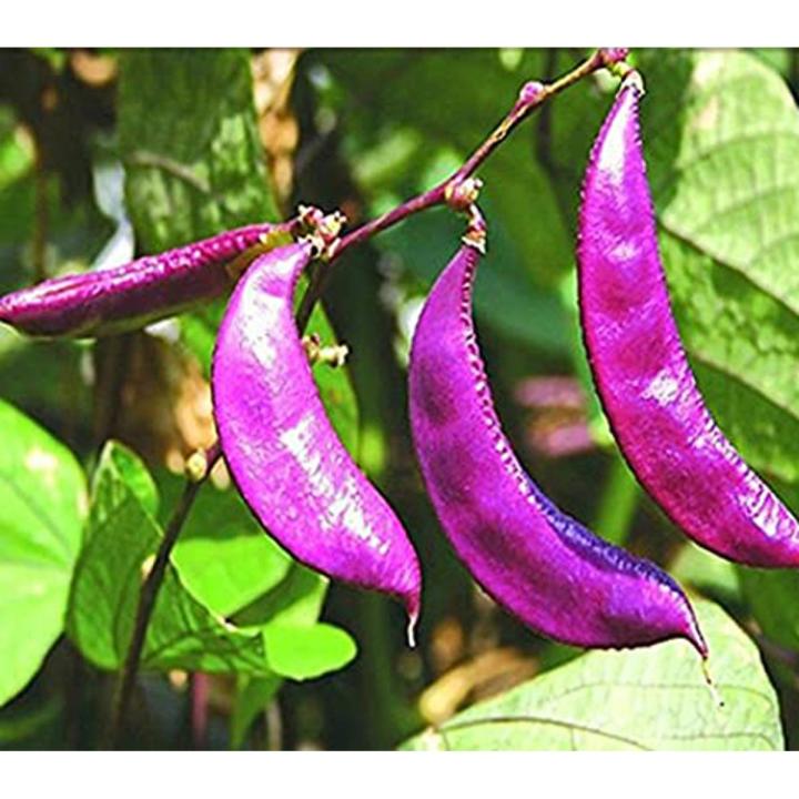 Hyacinth Bean Seeds Hyacinth Bean Vine Plants Beautiful Garden Bonsai ...