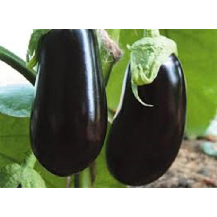 Eggplant Seeds -10 pieces (?????-?? ?? ???) intact packet | Daraz.com.bd