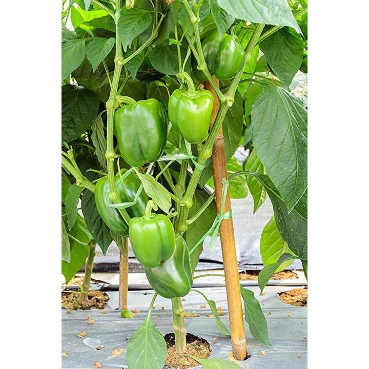 Global Green Capsicum Vegetable Tree Seeds - 20 Pcs Seeds | Daraz.com.bd