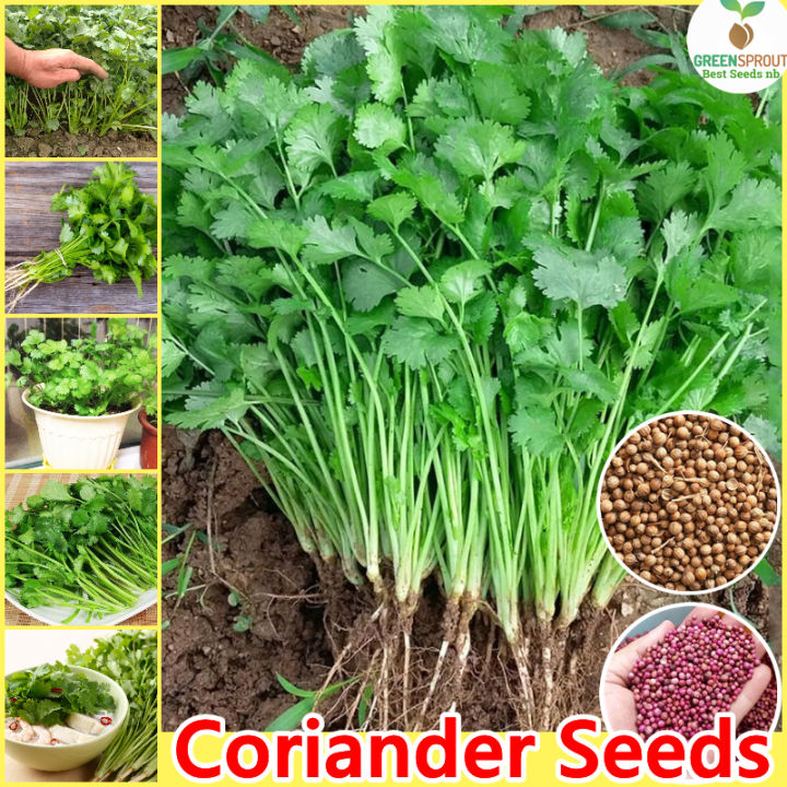 [High Yielding Seeds] Coriander Seeds for Planting (1pack 100 seeds ...