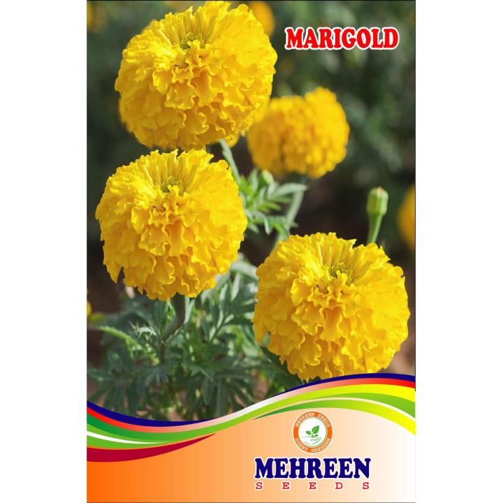Marigold Flower Seeds, Intake Packet - 100 Seeds | Daraz.com.bd
