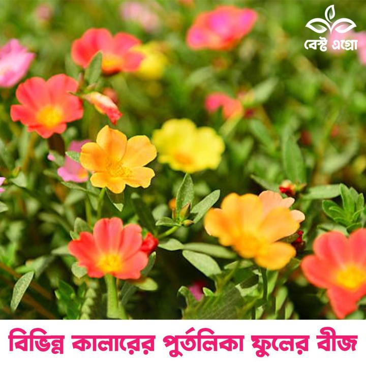 "Multicolor Portulaca (Time Ful / Ghas Ful) 50+ seeds Flower Seeds ...