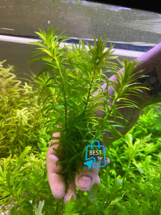 Elodea canadensis Densa Aquarium Live Platn (3 or 6 stem) (not cup just ...
