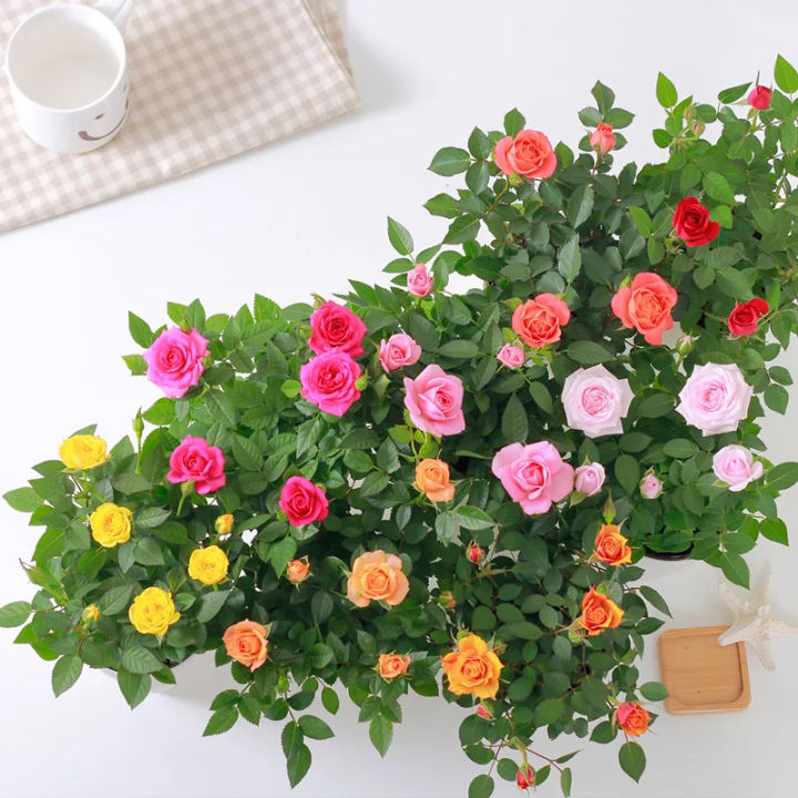 Rose Bonsai Miniature Rose bonsai A Little Cute Plants For Miniature ...