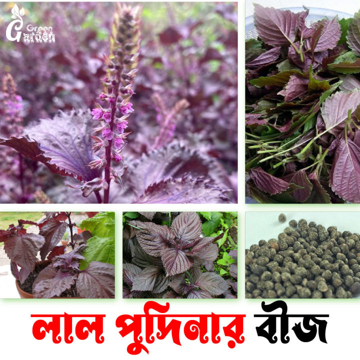 Red Color Mint leaves Seeds (লাল পুদিনাপাতার বীজ ) 45pics + Gift ...