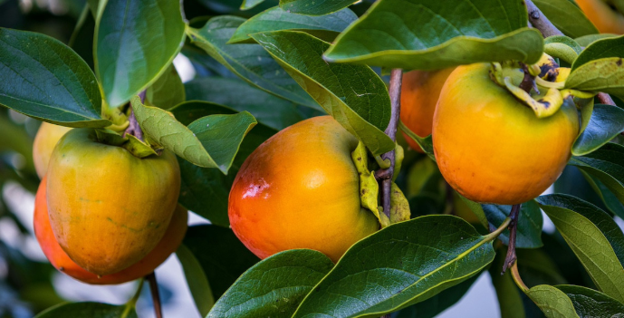 Persimmon Fruit Seed Intact Pack | Daraz.com.bd