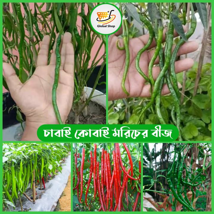 Hybrid Chili Seeds (Chabai Cobai) 40 Pice + Gift | Daraz.com.bd