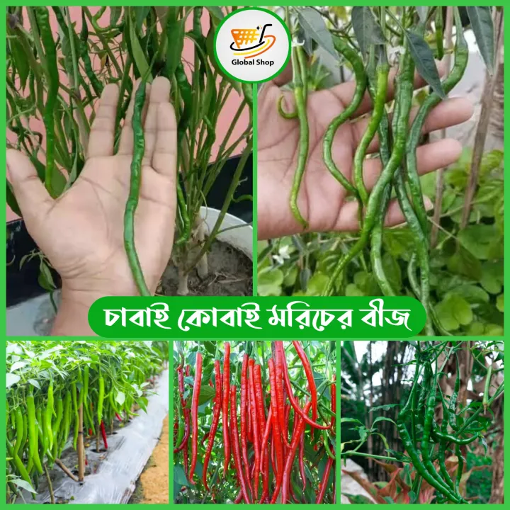 Hybrid Chili Seeds (Chabai Cobai) 40 Pice + Gift | Daraz.com.bd