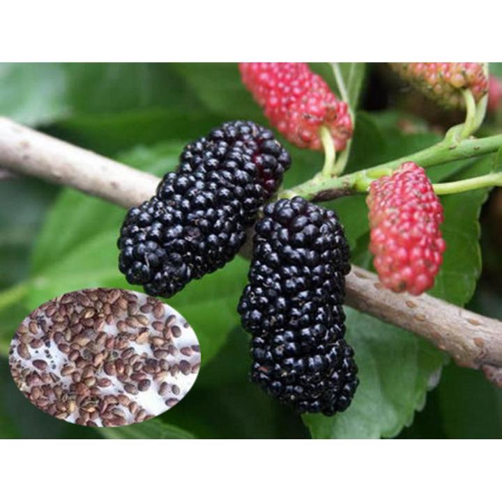 Rare 30 Pcs Black Mulberry Seeds - 30 Pcs Seeds | Daraz.com.bd