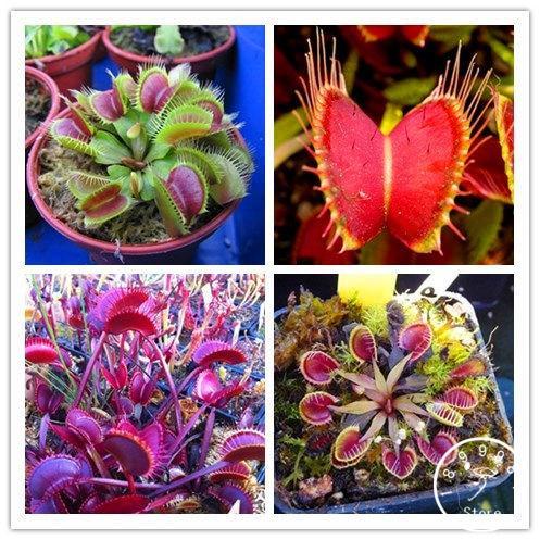 Pack Potted Insectivorous Plant Bonsai Dionaea Muscipula Giant Clip ...
