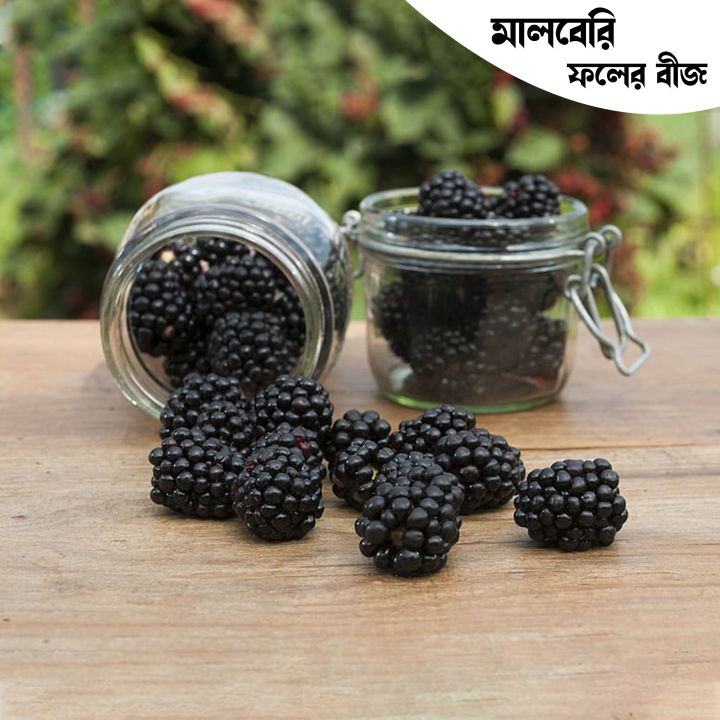 Hybrid Malberry fruts seed 20 pice + gift (All season) | Daraz.com.bd
