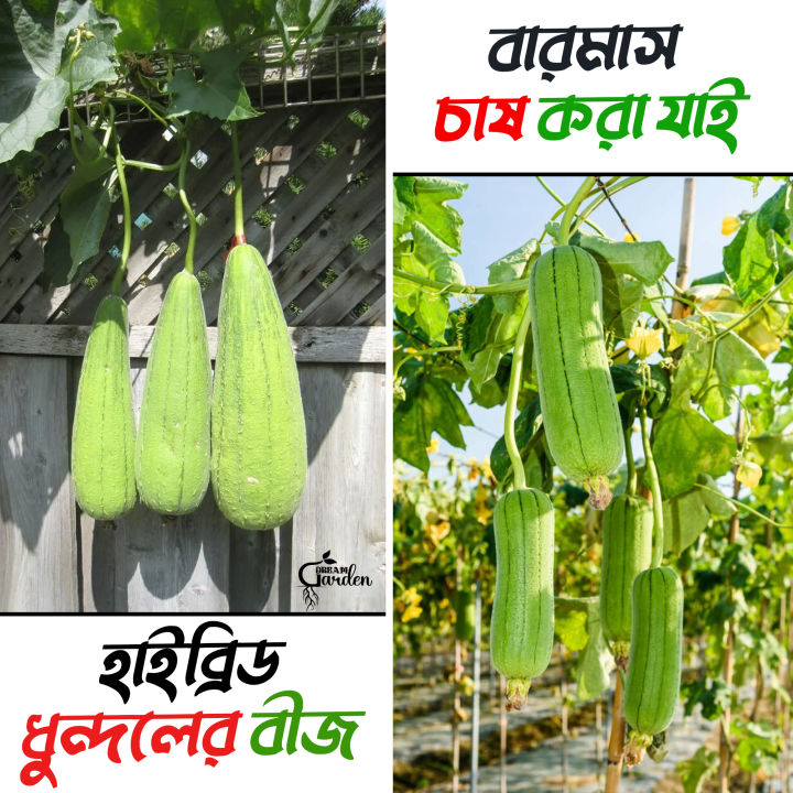 Hybrid dhundol seed 15 pice + gift | Daraz.com.bd