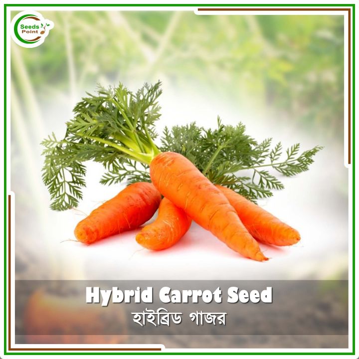 Hybrid Gajor Seed (Carrot) - 2 gm | Daraz.com.bd