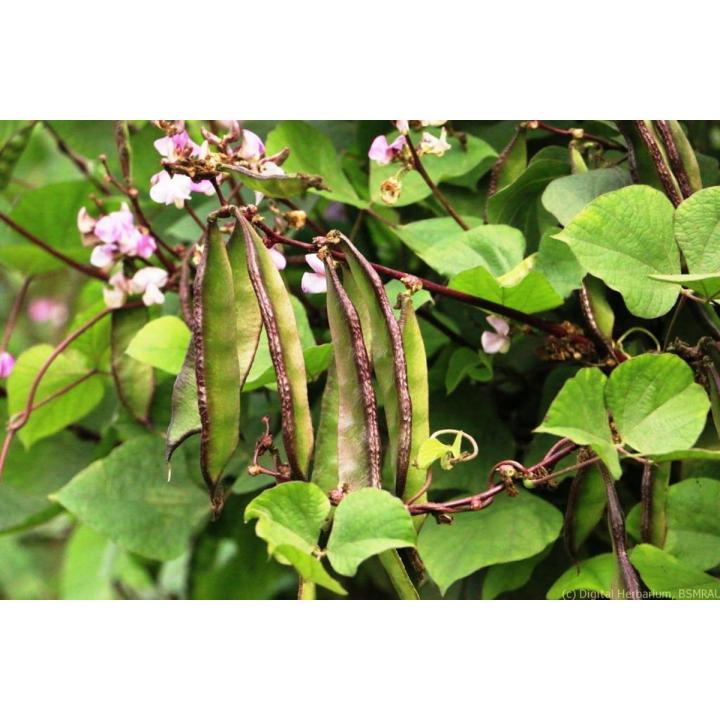 Bean Seeds (শিমের বীজ) 10 pcs | Daraz.com.bd