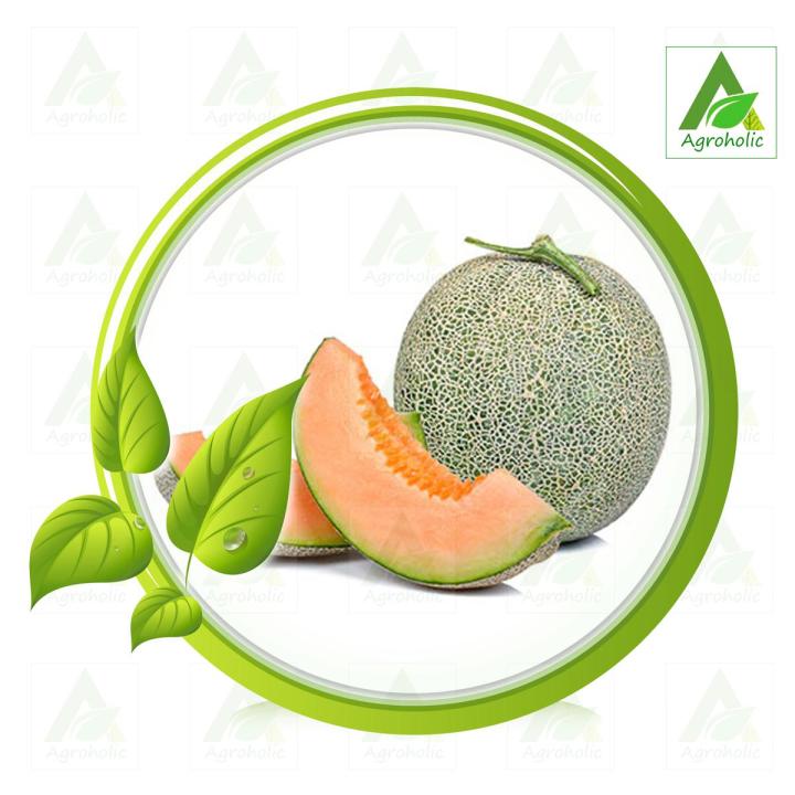 Hybrid (F1) Rock Melon ( রক মেলন ) - 12 seeds | Daraz.com.bd