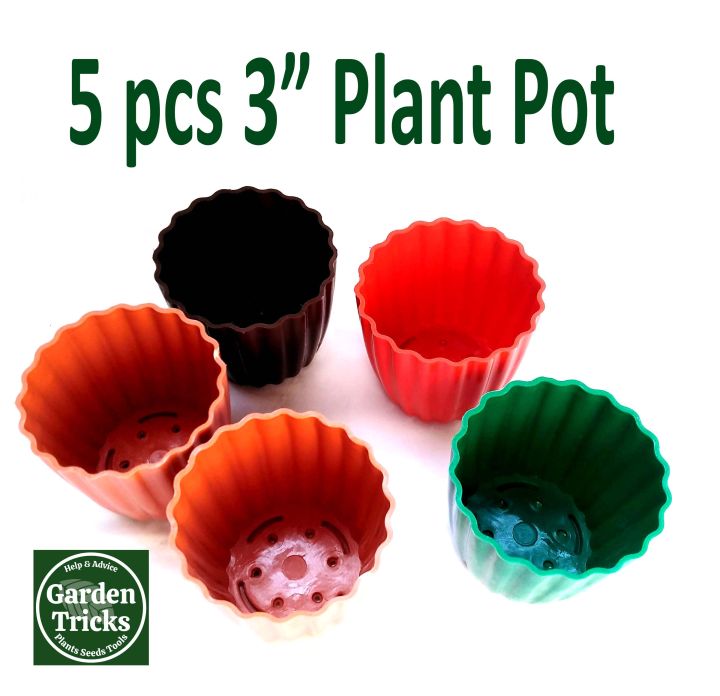 5 pcs 3" Pot Planter Tree Tub for Sensevieria | Daraz.com.bd