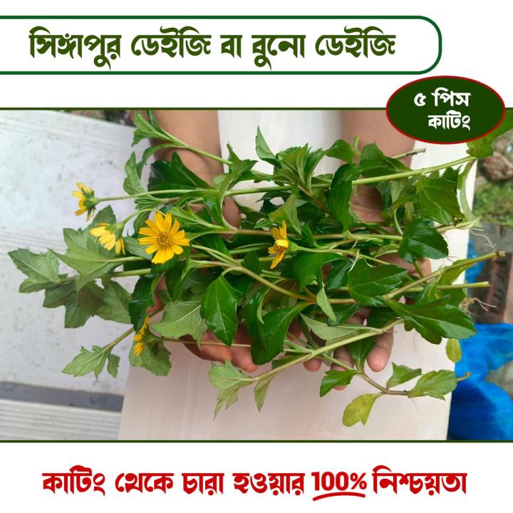 সিঙ্গাপুর ডেইজি / বুনো ডেইজি / ফুল গাছের কাটিং ৫ পিস। Singapore Daisy ...