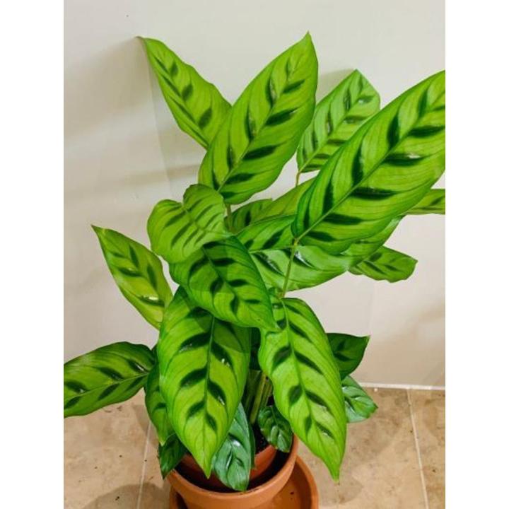 Calathea Leopardina plant indoor and outdoor plant with tub and soil 1 ...